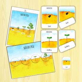 Seed Life Cycle - My Little Montessorian