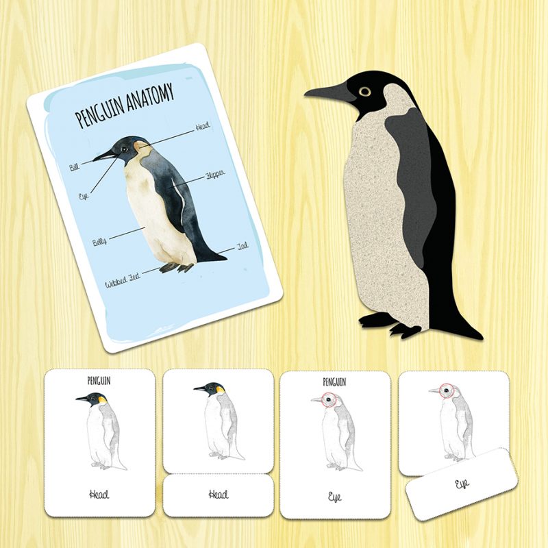 Penguin Anatomy - My Little Montessorian