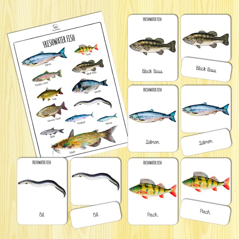 Freshwater Fish - My Little Montessorian